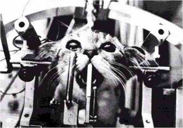 The Truth about Cats and Dogs and Vivisection - Filipino Freethinkers